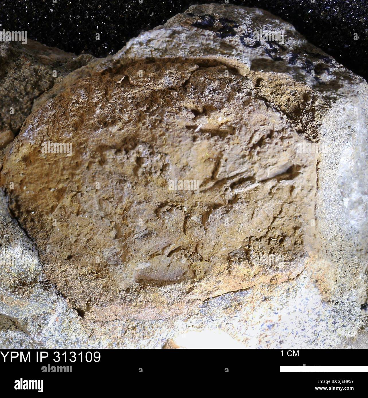 Corbicula sp animalia hi-res stock photography and images - Alamy