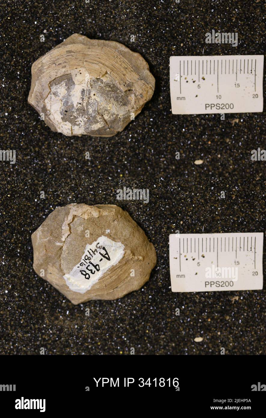 Cucullaea hi-res stock photography and images - Alamy