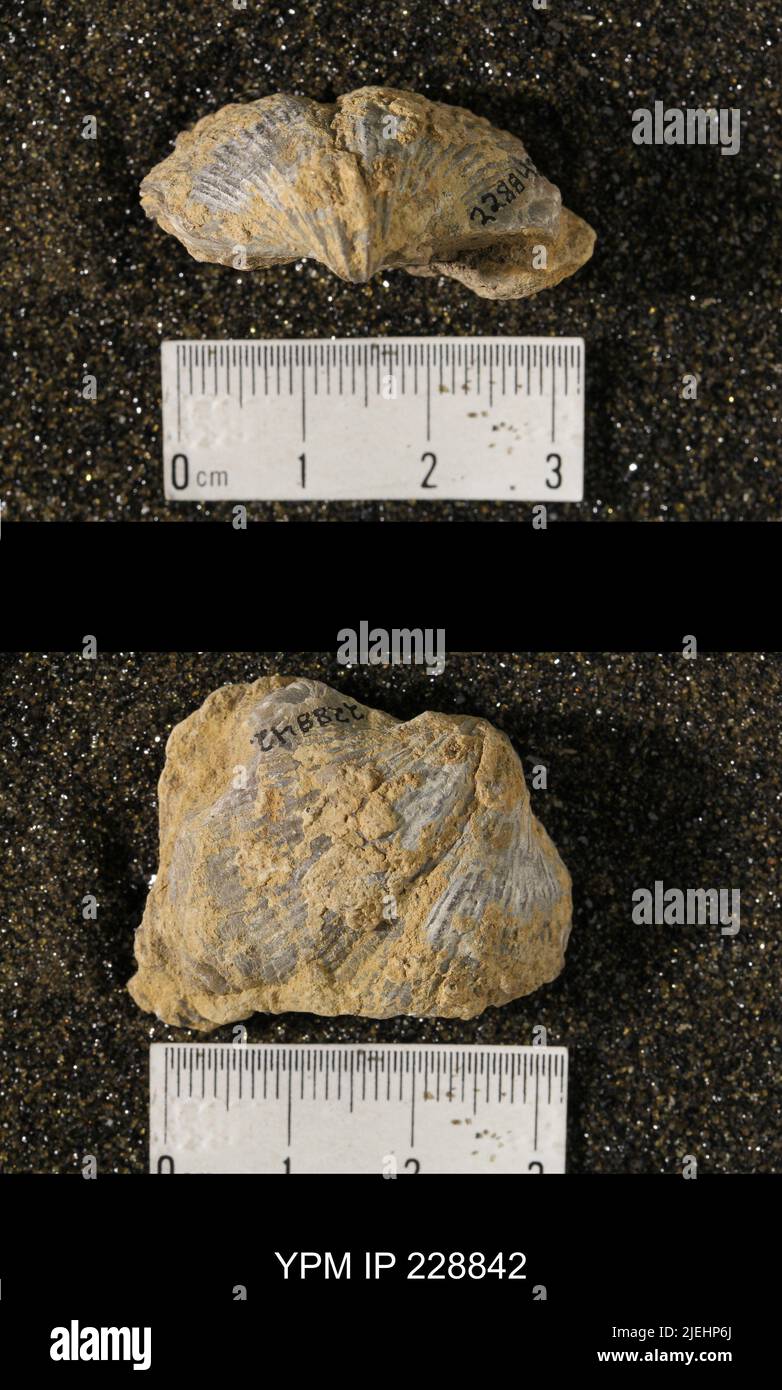 Neospirifer triplicatus Hall Stock Photo - Alamy