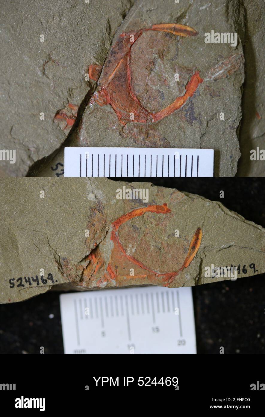 Cothurnocystis hi-res stock photography and images - Alamy