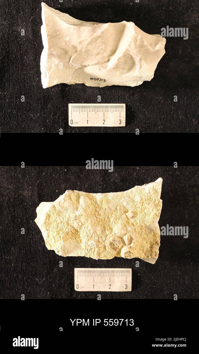Dalmanella sp hi-res stock photography and images - Alamy