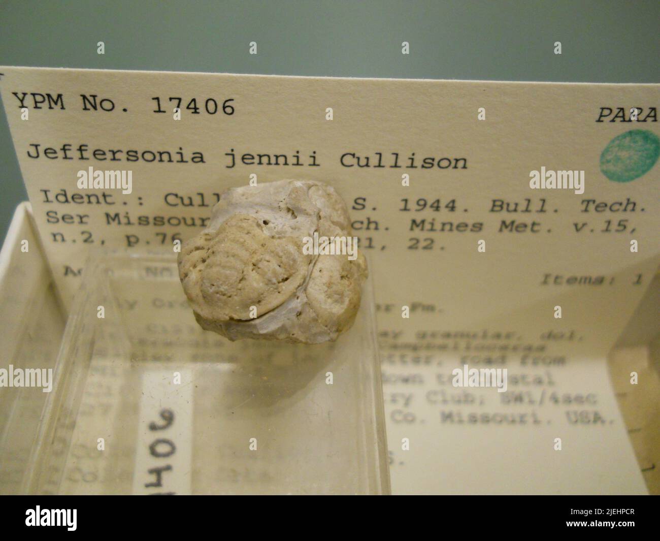 Jeffersonia jennii cullison hi-res stock photography and images - Alamy
