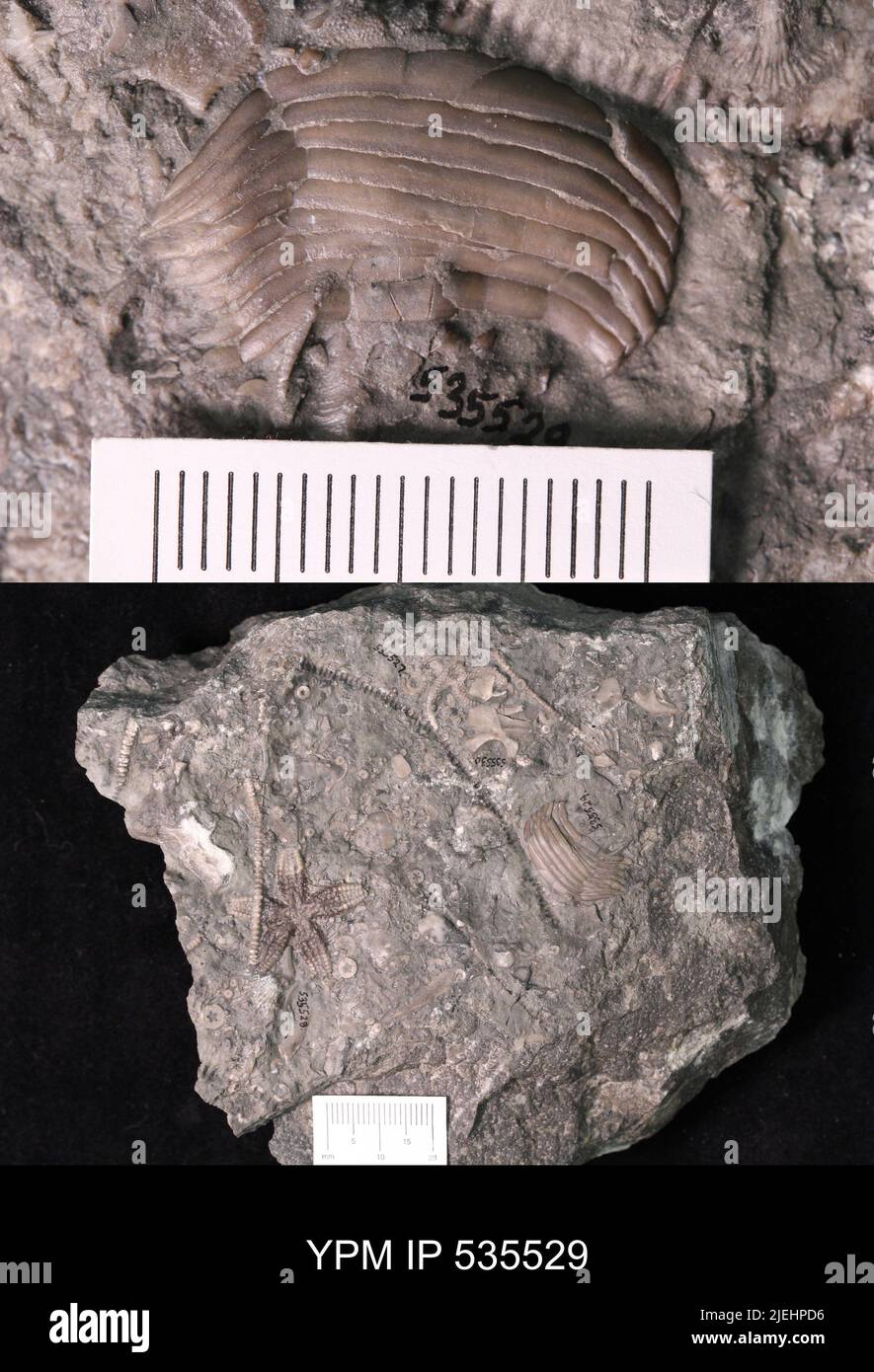 Asaphidae hi-res stock photography and images - Alamy