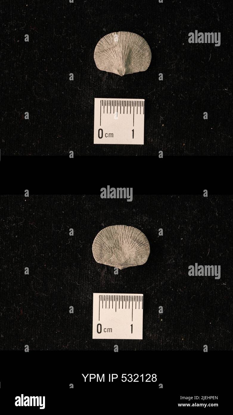 Dalmanella sp hi-res stock photography and images - Alamy