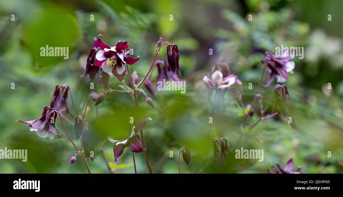 Stunning pink, purple and white aquilegia columbine flowers ...