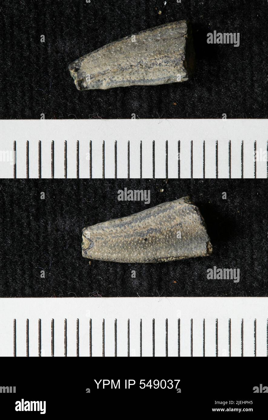 Nephropidae hi-res stock photography and images - Alamy