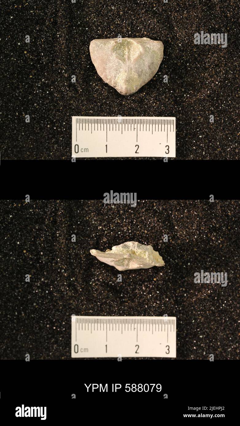 Laticostata hi-res stock photography and images - Alamy