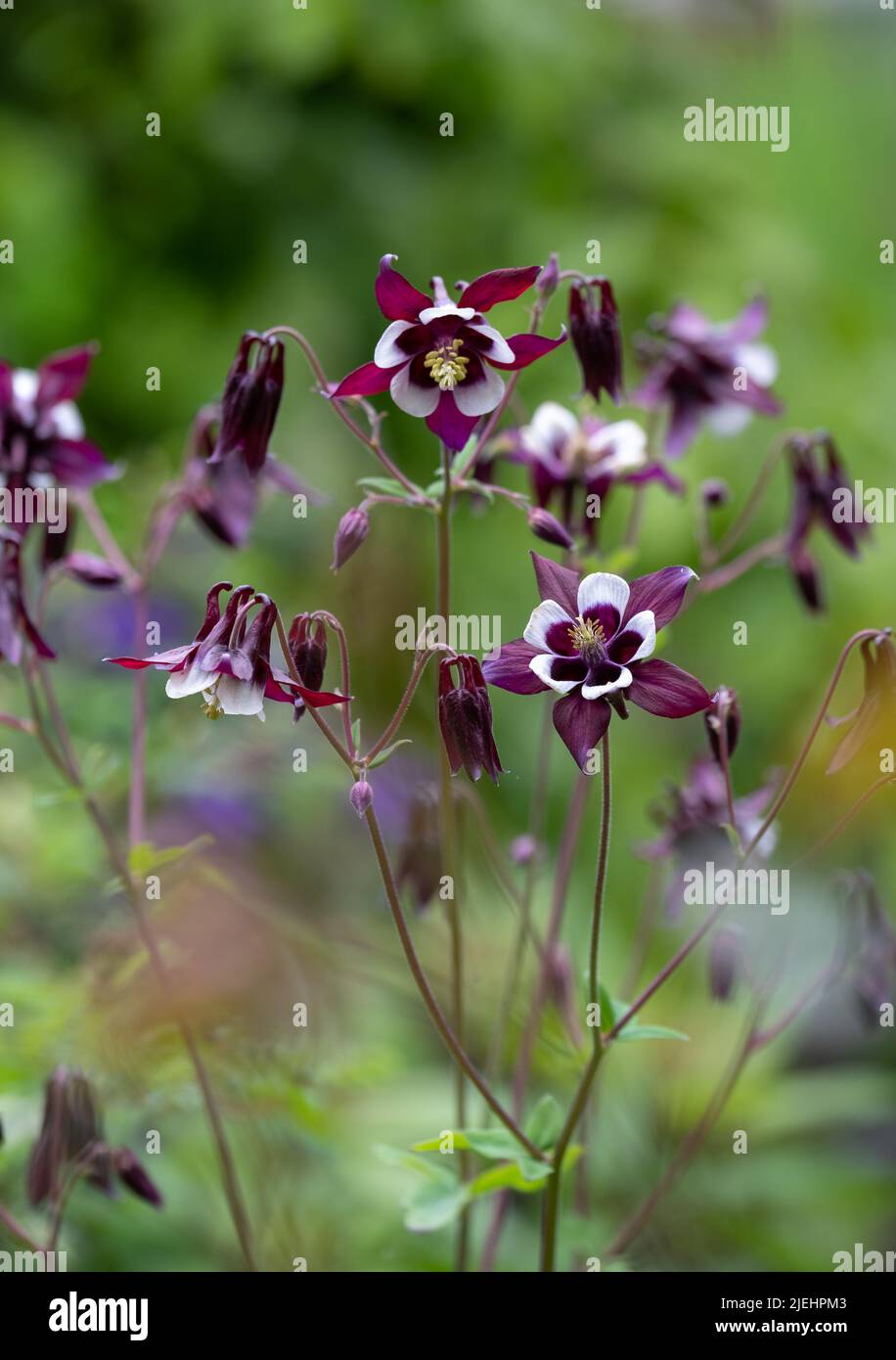 Dunvegan castle garden spring hi-res stock photography and images - Alamy