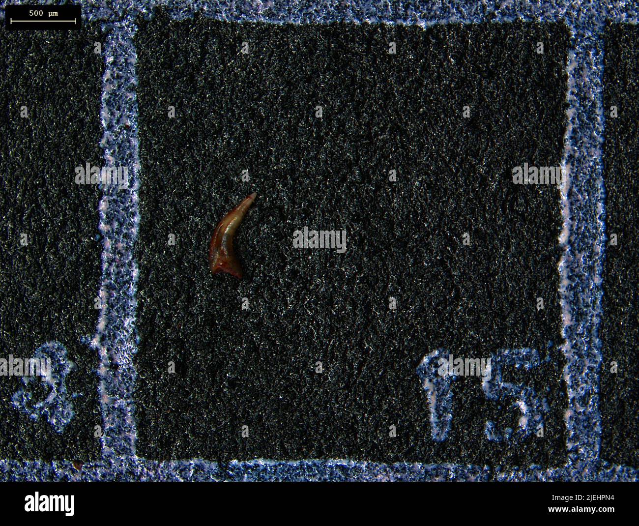 Conodonta conodonts hi-res stock photography and images - Alamy