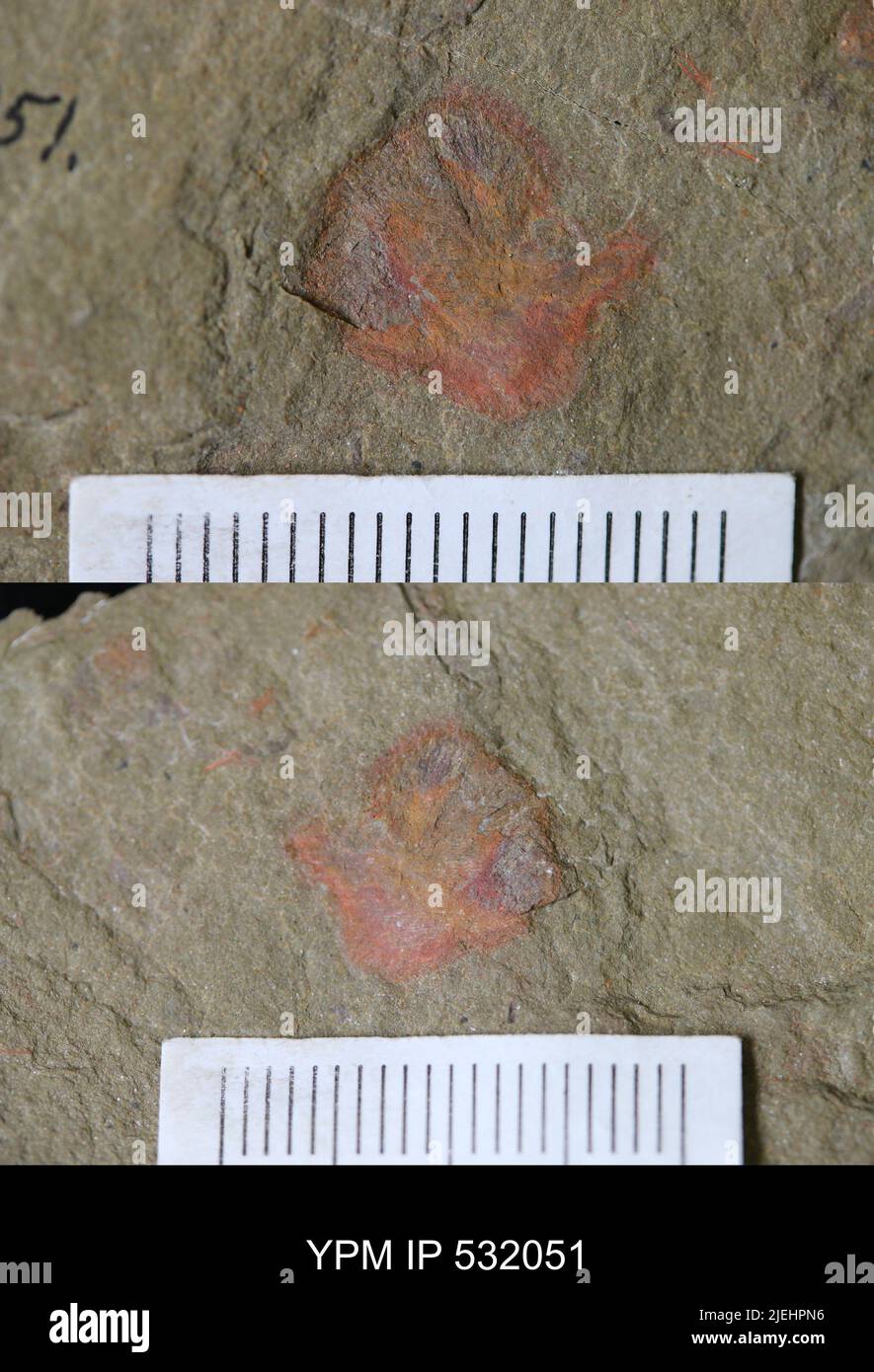 Phylum porifera classification hi-res stock photography and images - Alamy