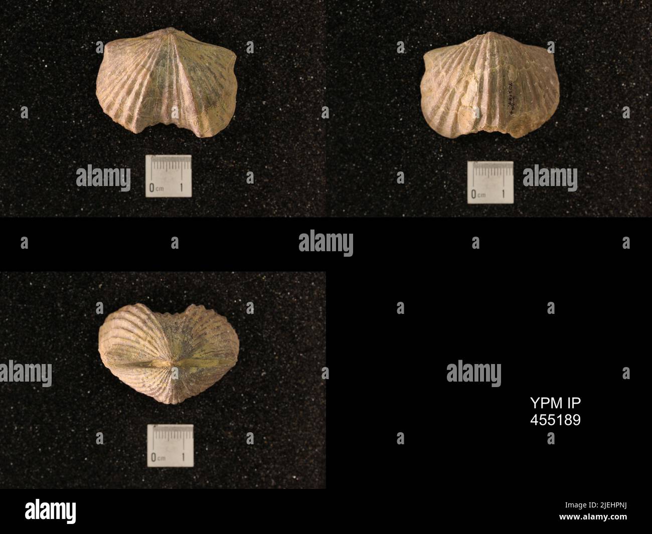 Platystrophia ponderosa var Stock Photo - Alamy