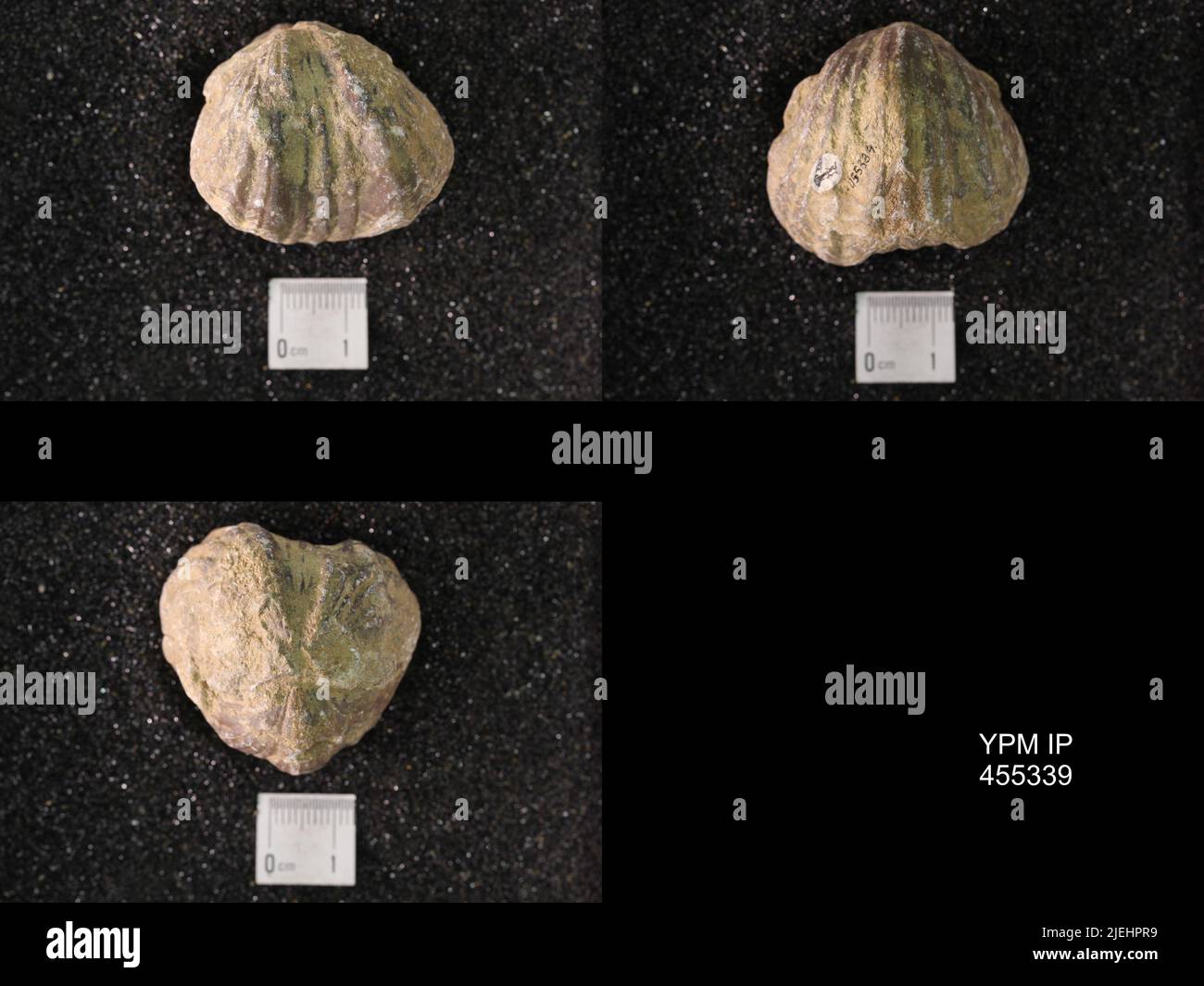 Platystrophia ponderosa var Stock Photo - Alamy