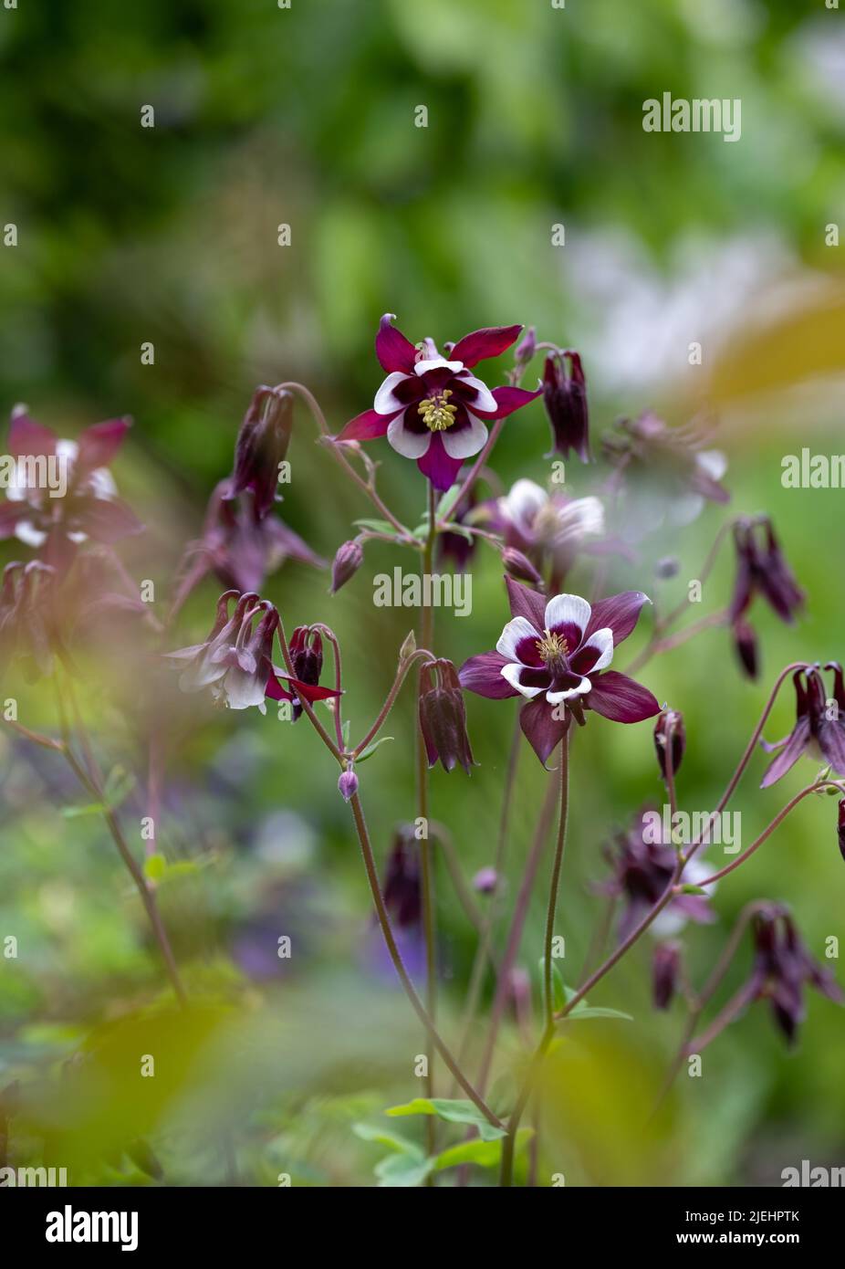 Stunning pink, purple and white aquilegia columbine flowers ...