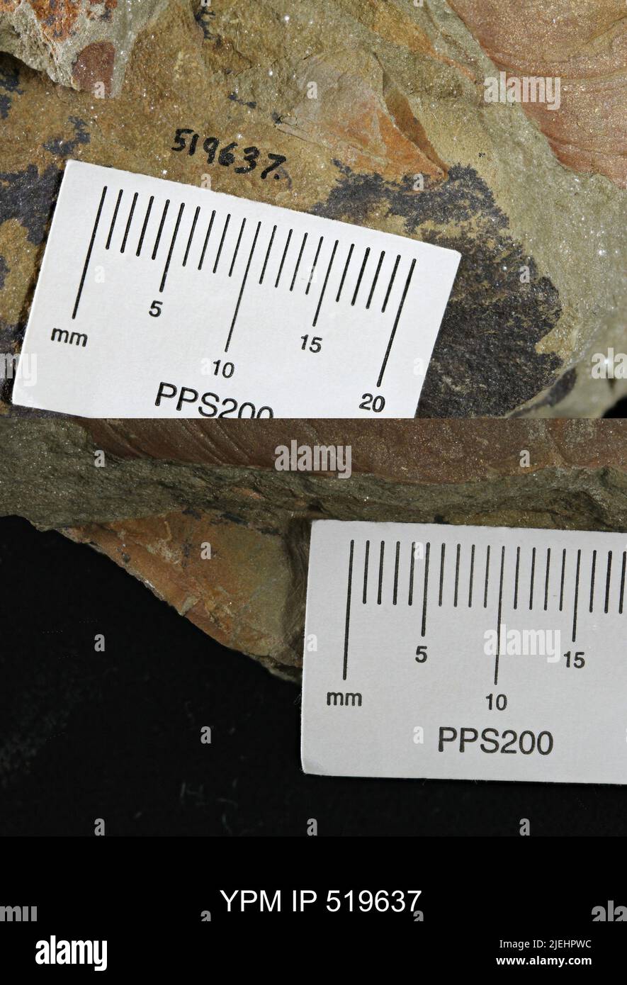 Hyolith hi-res stock photography and images - Alamy