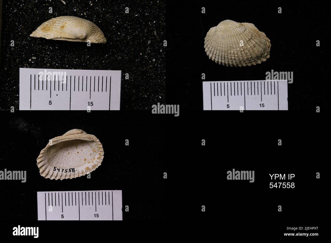 Scapharca transversa animalia hi-res stock photography and images - Alamy