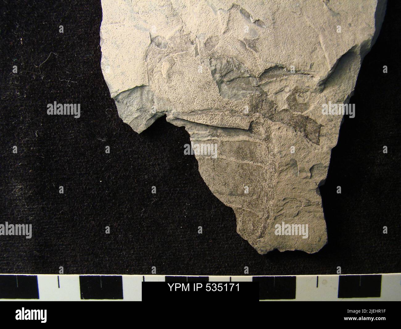 Eurypterid fossil hi-res stock photography and images - Alamy