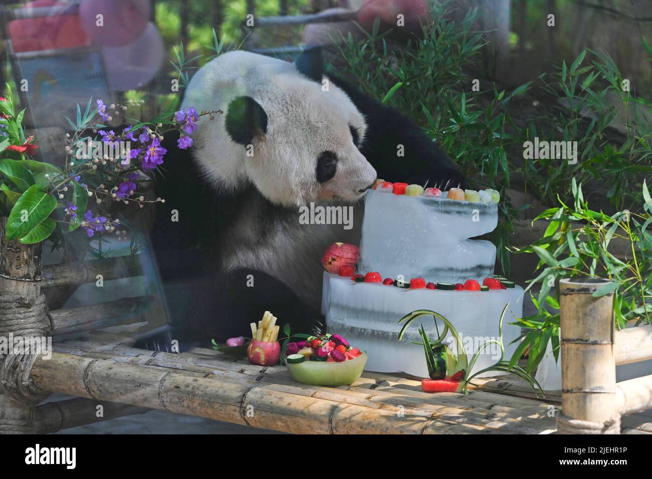 NANNING, CHINA - JUNE 27, 2022 - A giant panda birthday party was held ...