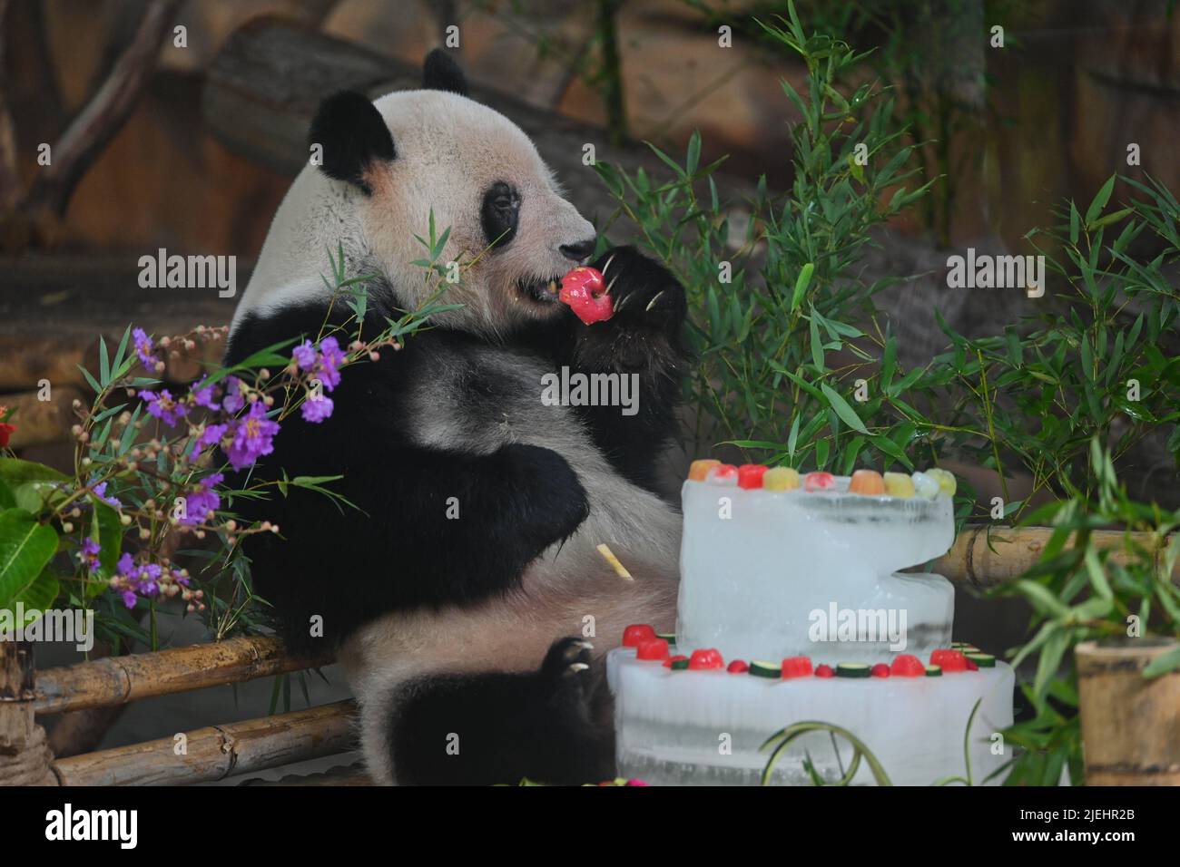 NANNING, CHINA - JUNE 27, 2022 - A giant panda birthday party was held ...