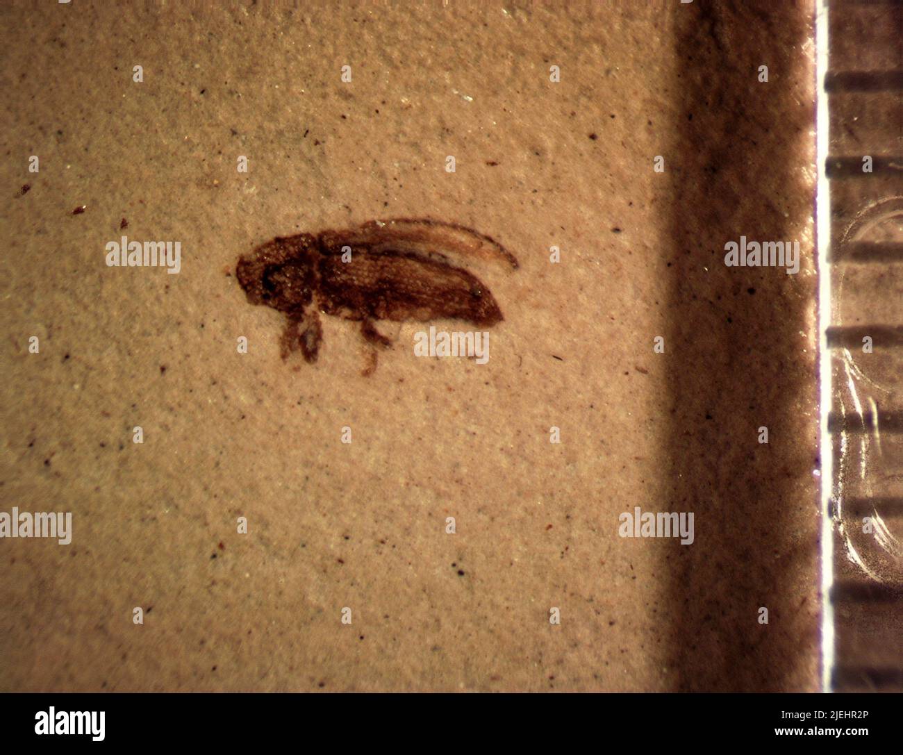 Wood weevil hi-res stock photography and images - Alamy