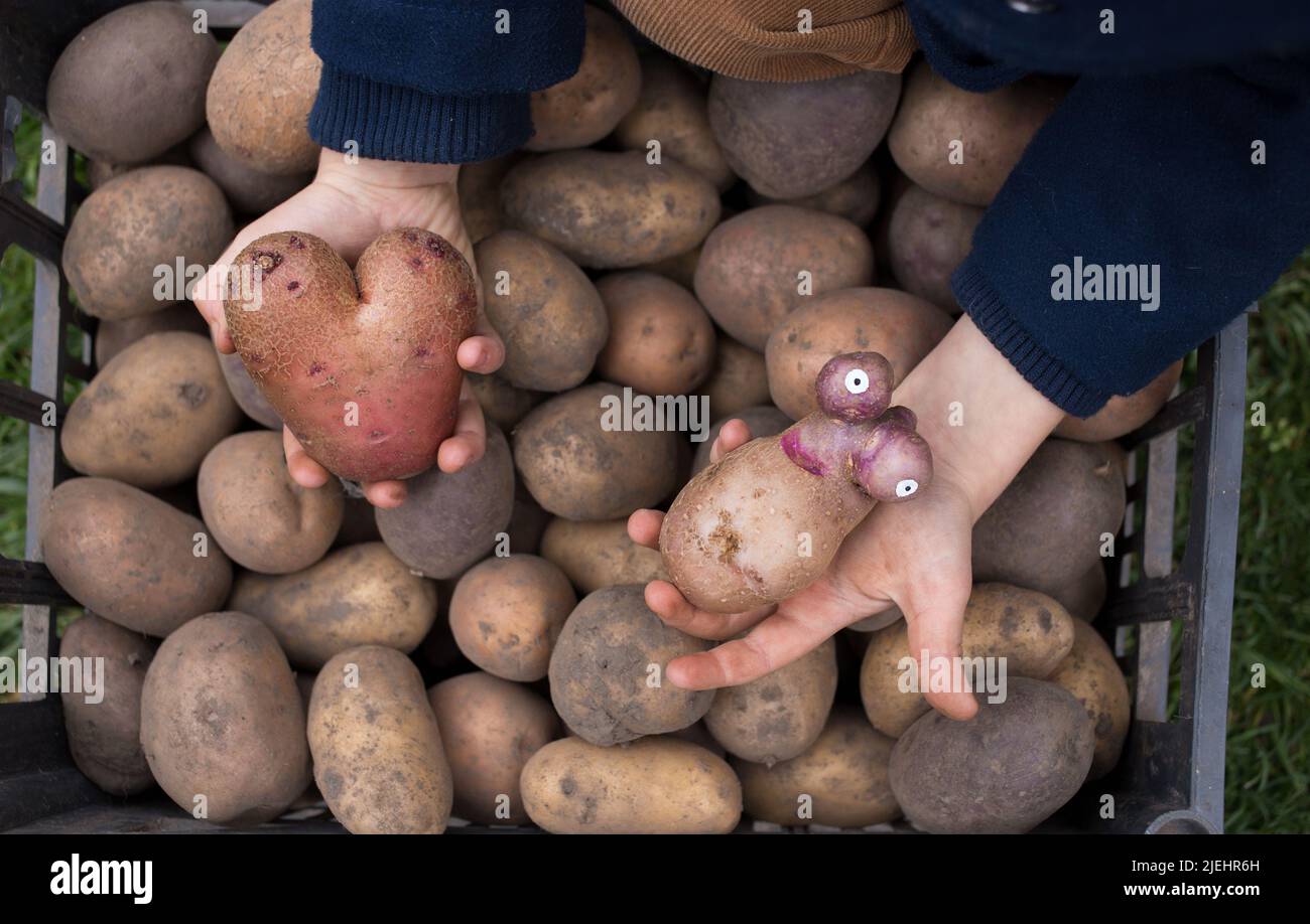 Two non-standard potatoes, an interesting find, in children's hands ...
