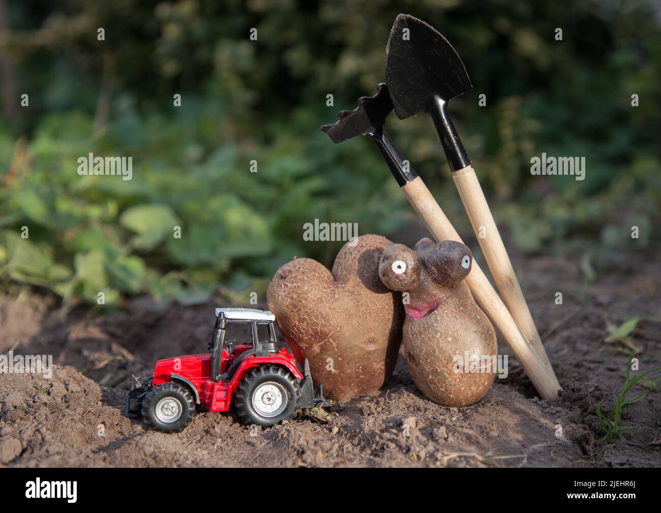 red toy tractor, mini shovels for harvesting, two fun deformed potatoes ...