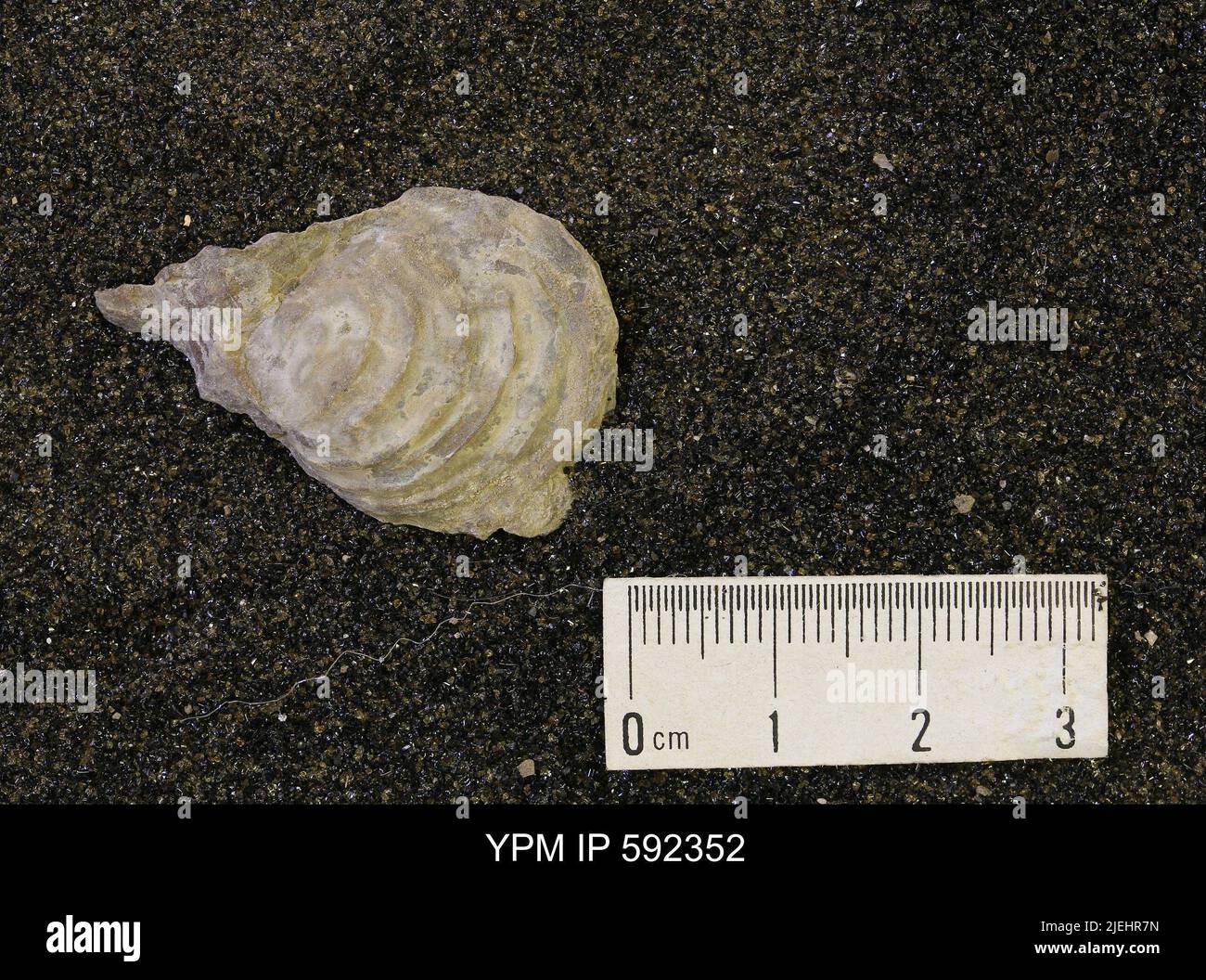 Inoceramus hi-res stock photography and images - Alamy
