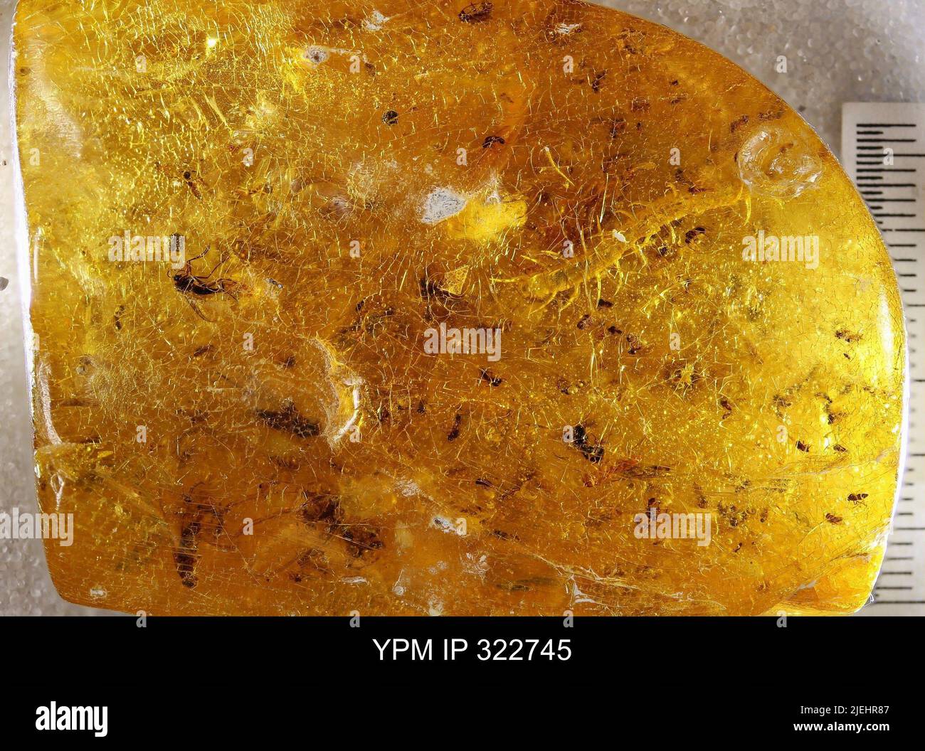 Undet psocodea animalia hi-res stock photography and images - Alamy