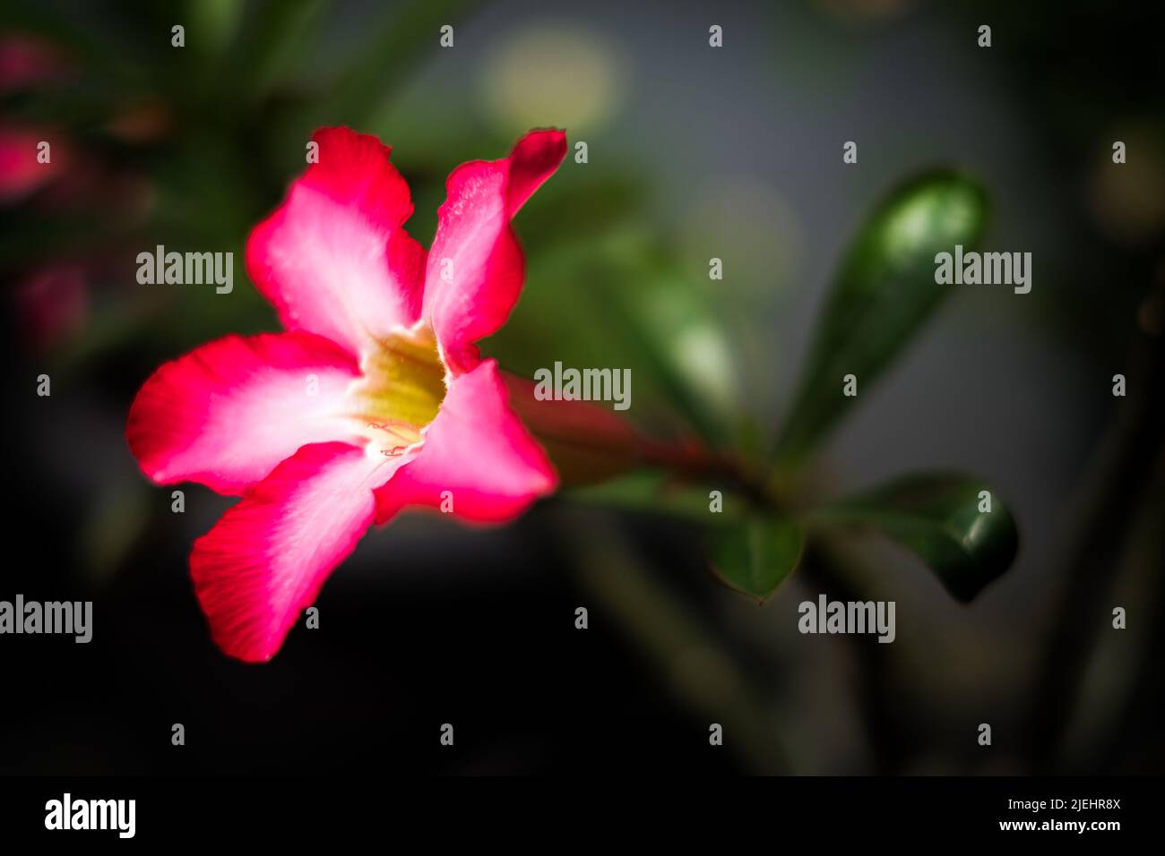 Bunga suplir hi-res stock photography and images - Alamy