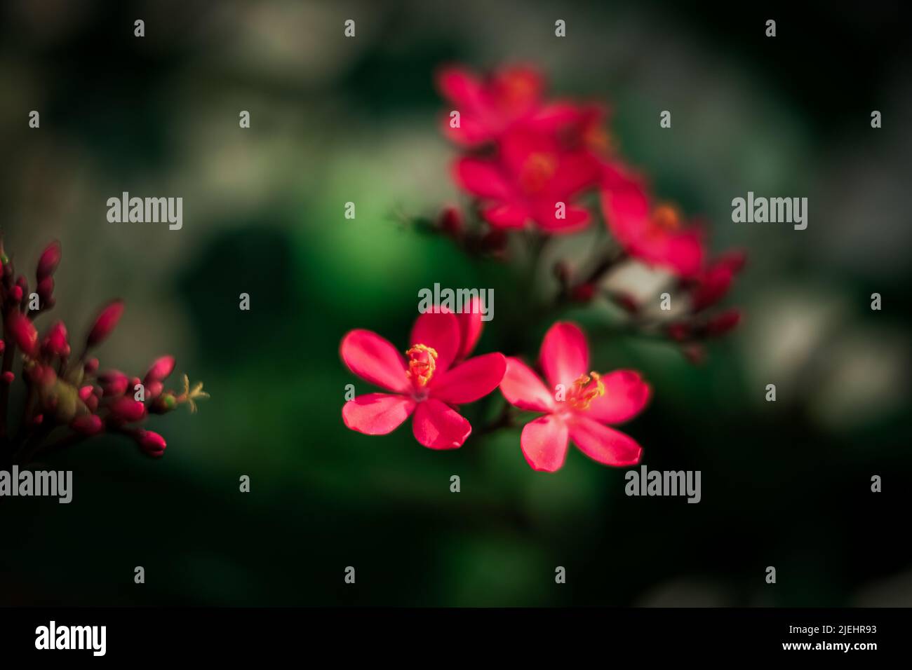 Garden red flower hi-res stock photography and images - Alamy