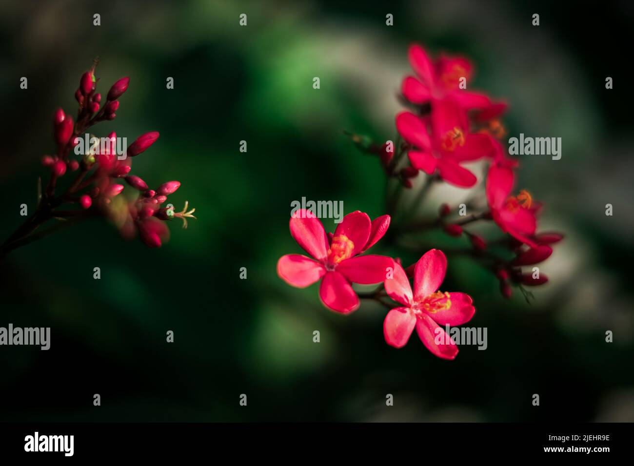 Garden red flower hi-res stock photography and images - Alamy