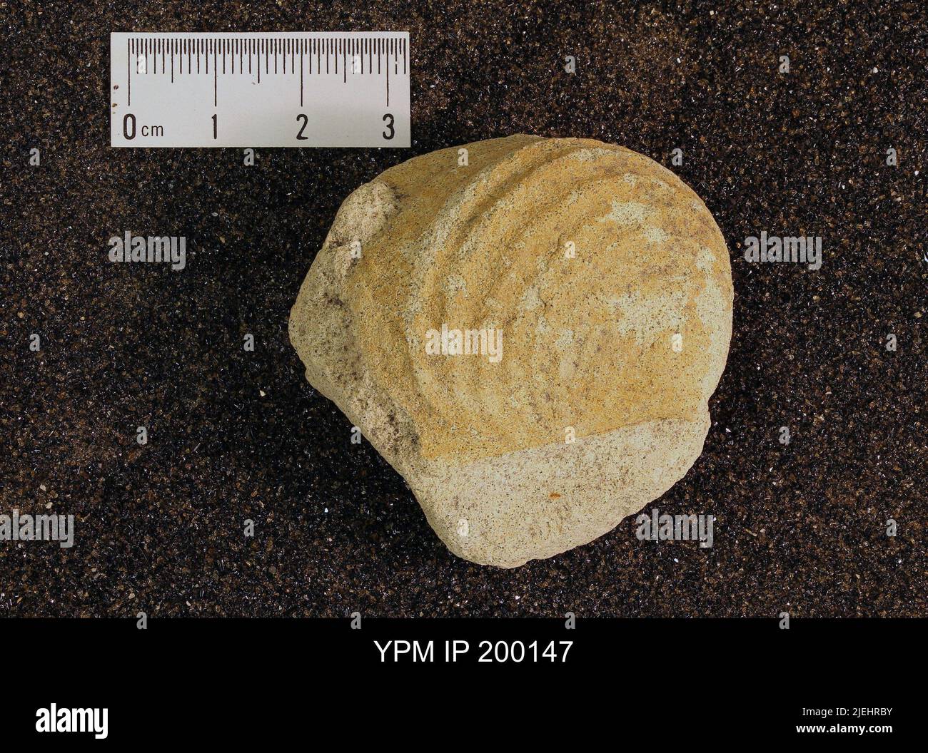 Inoceramus brogniarti animalia hi-res stock photography and images - Alamy