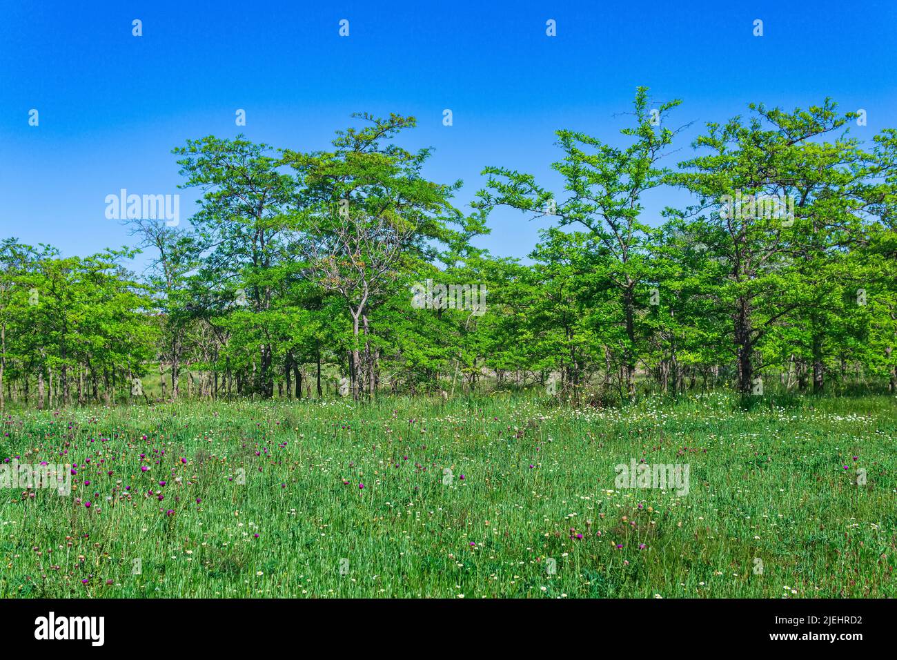 spring sunny open woodland landscape with flowering meadow and ...