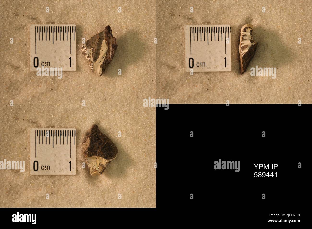 Scaphitidae hi-res stock photography and images - Alamy