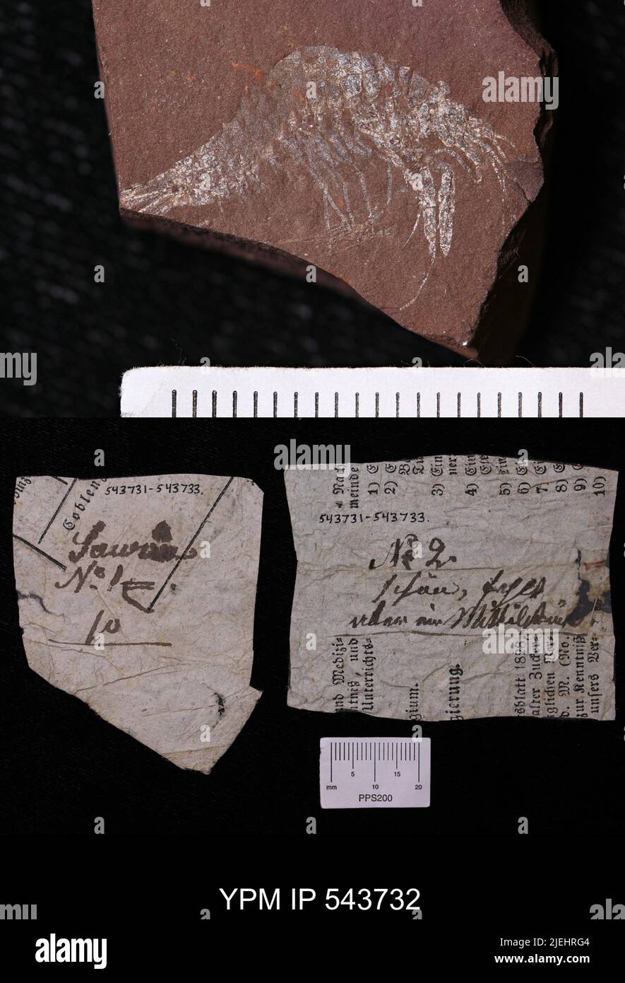 Syncarida hi-res stock photography and images - Alamy