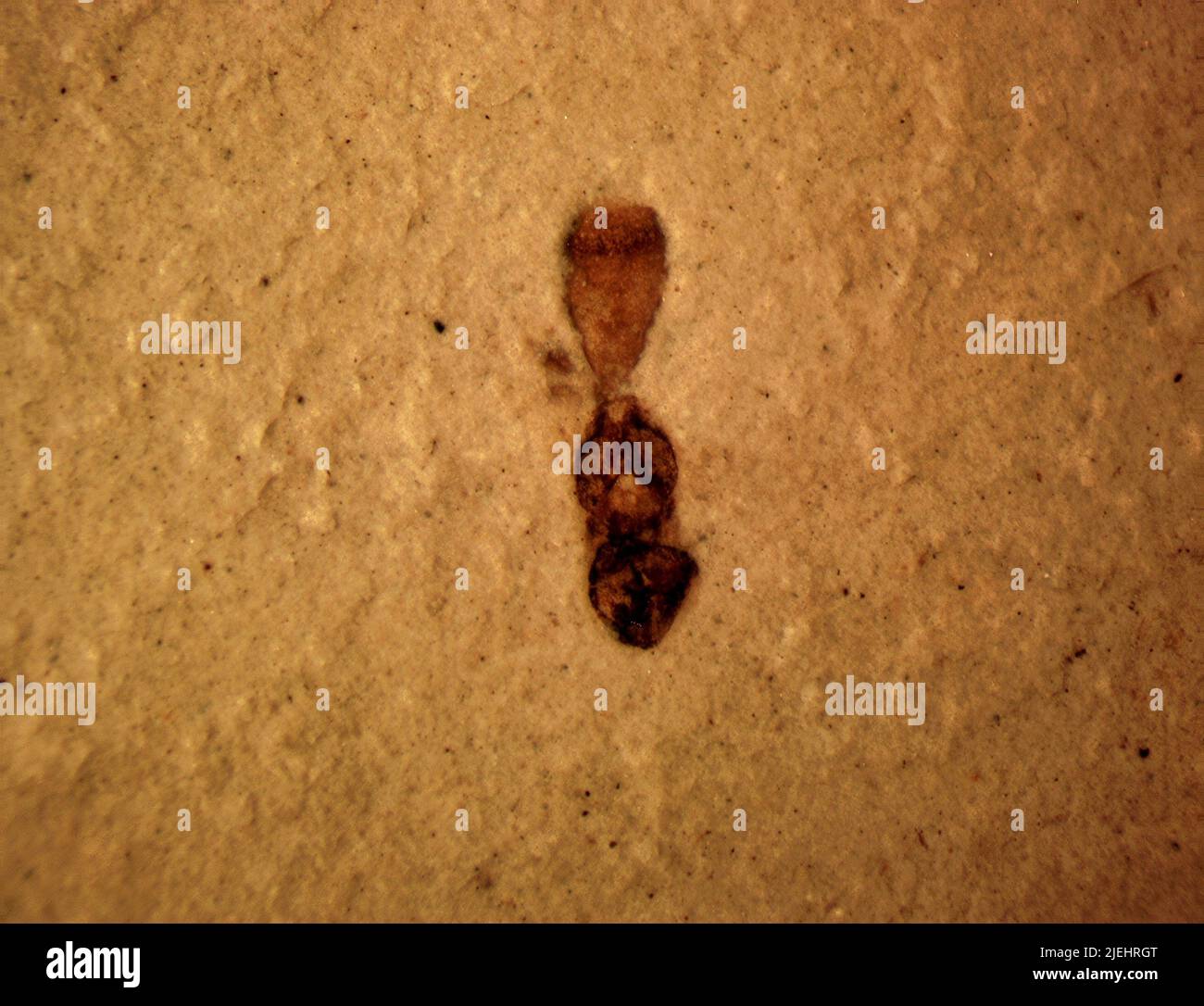 Formicidae fossil hi-res stock photography and images - Alamy