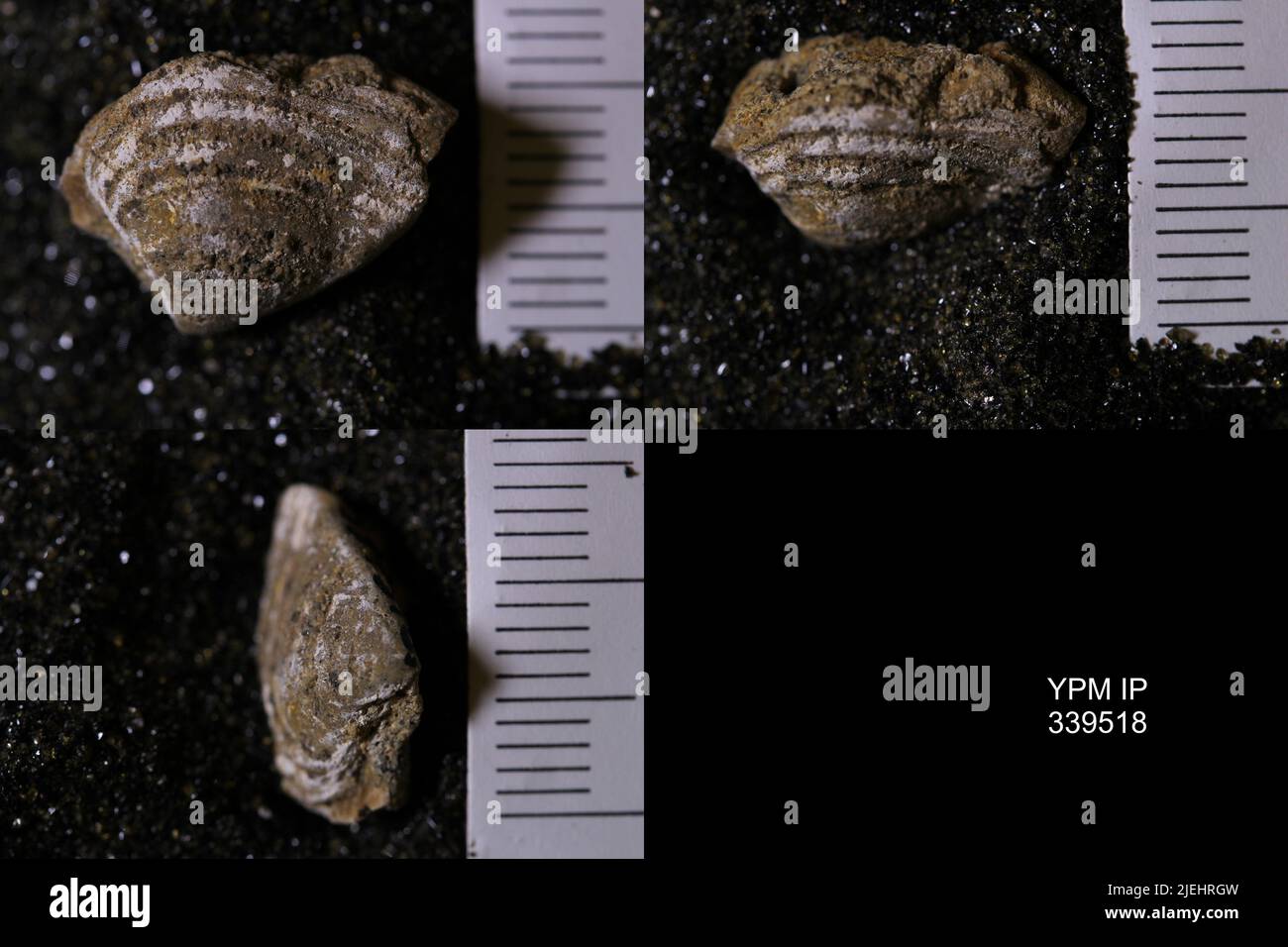 Corbula hi-res stock photography and images - Alamy