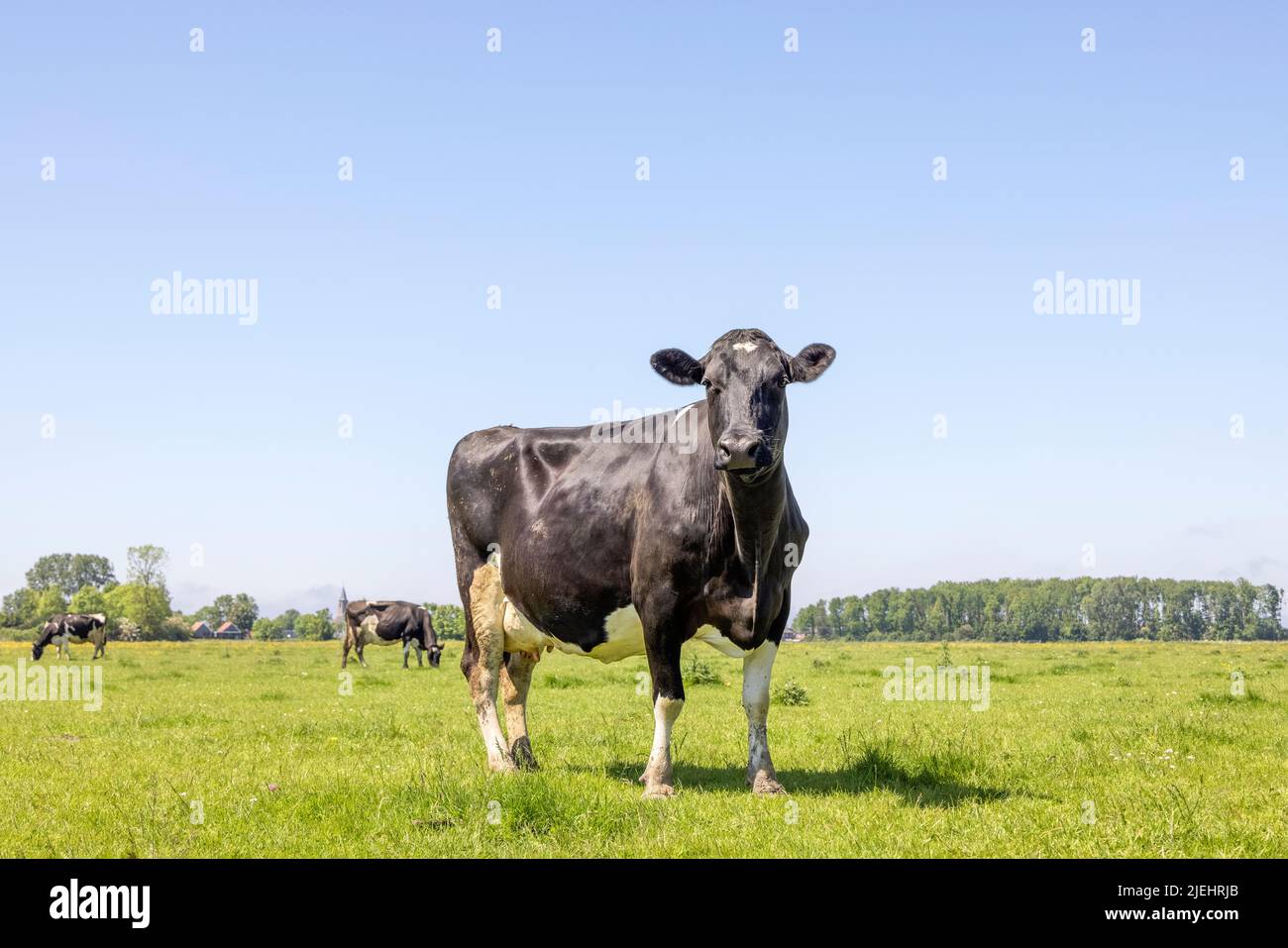 Black cow nosy and proud, dairy udder, looking, in a green pasture ...