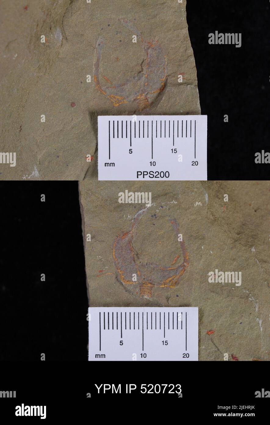 Cothurnocystis hi-res stock photography and images - Alamy