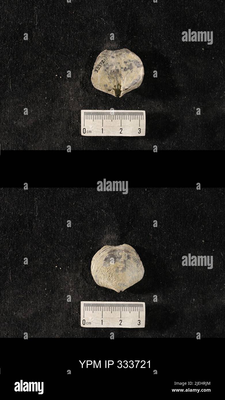 Athyris hi-res stock photography and images - Alamy