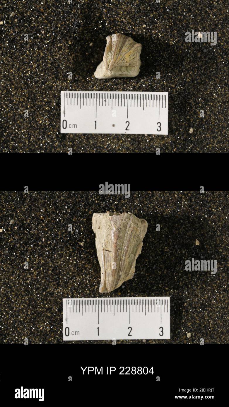 Neospirifer sp animalia hi-res stock photography and images - Alamy