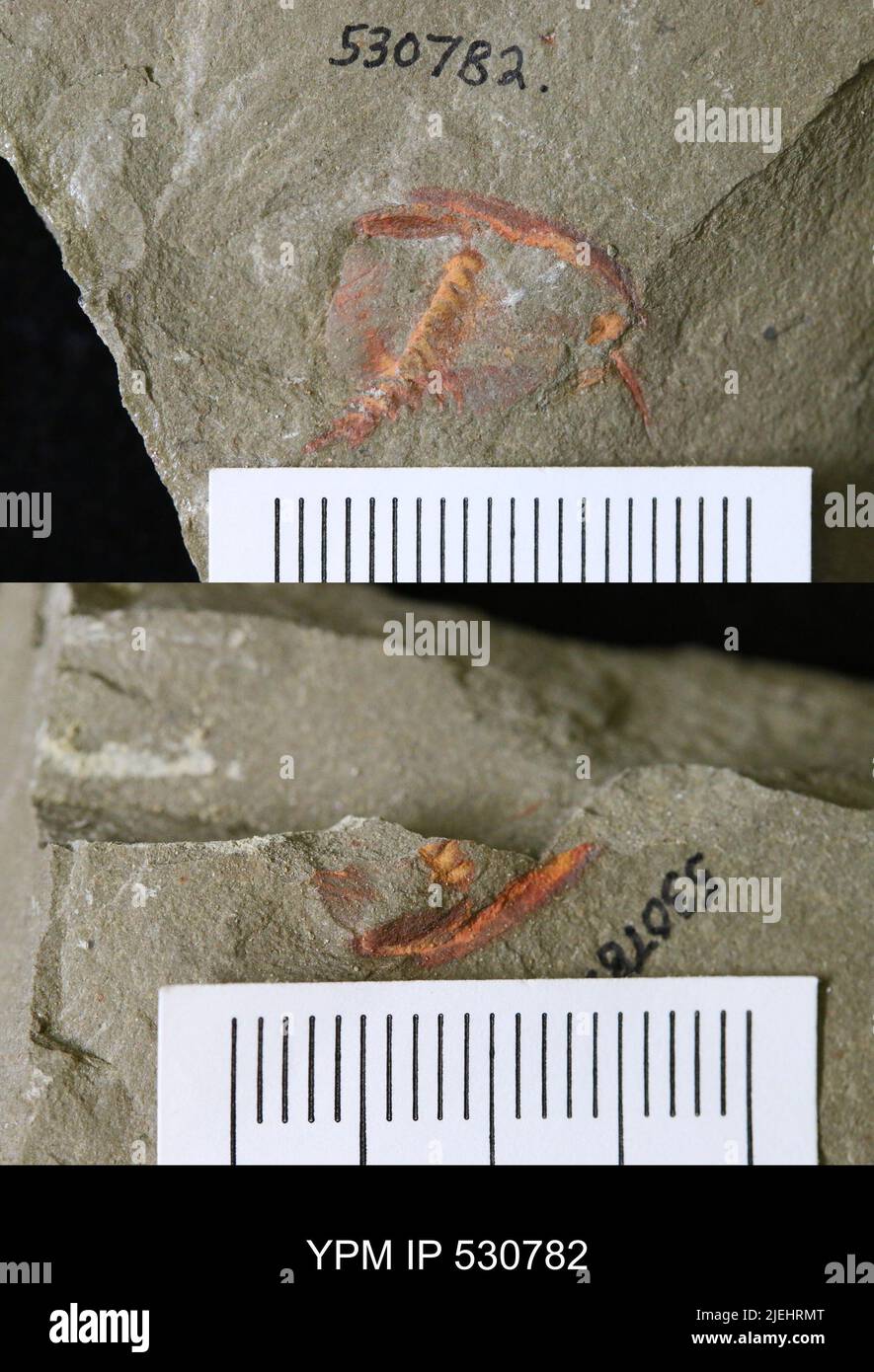 Undet xiphosurida hi-res stock photography and images - Alamy