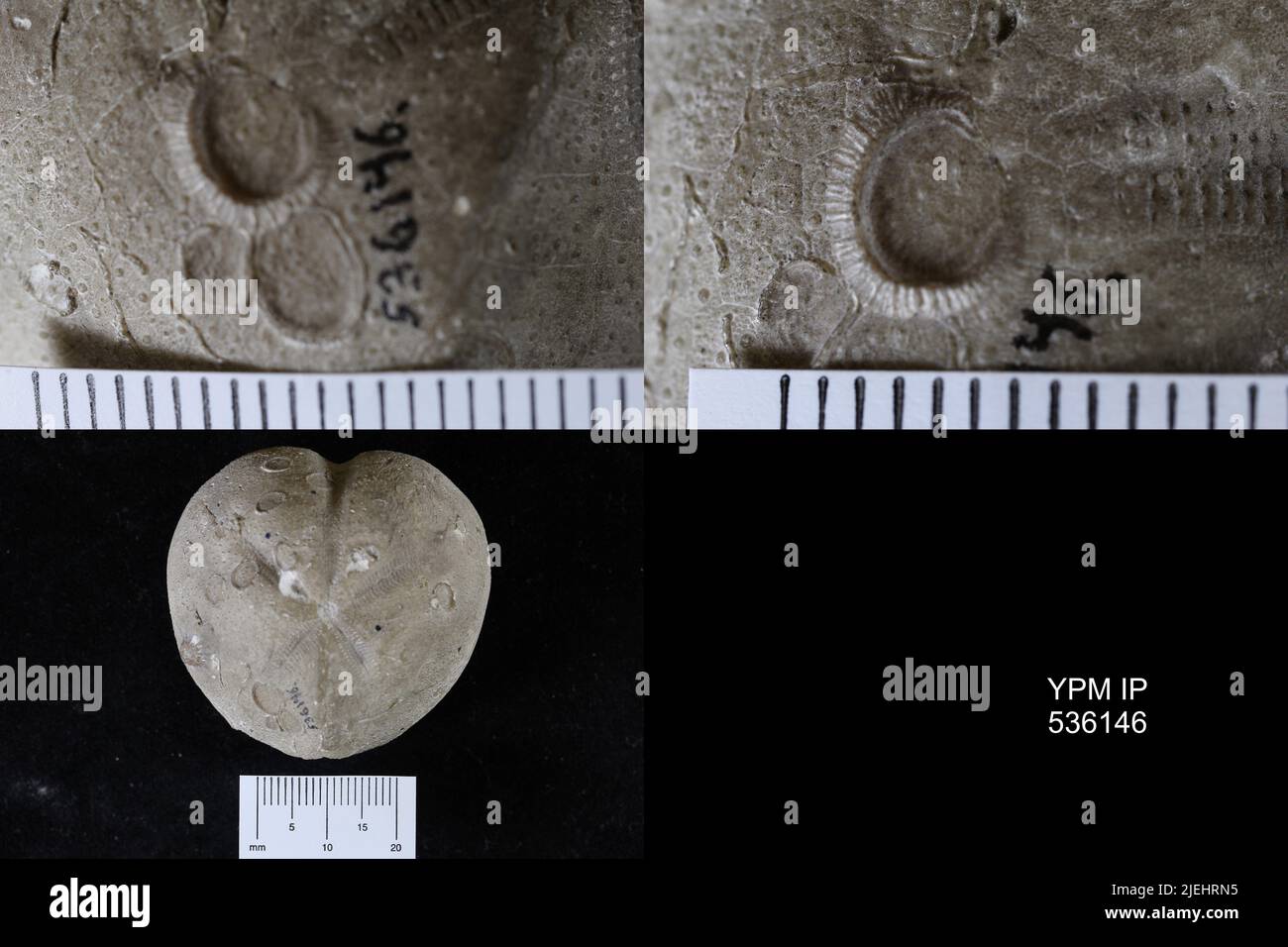 Balanomorpha hi-res stock photography and images - Alamy