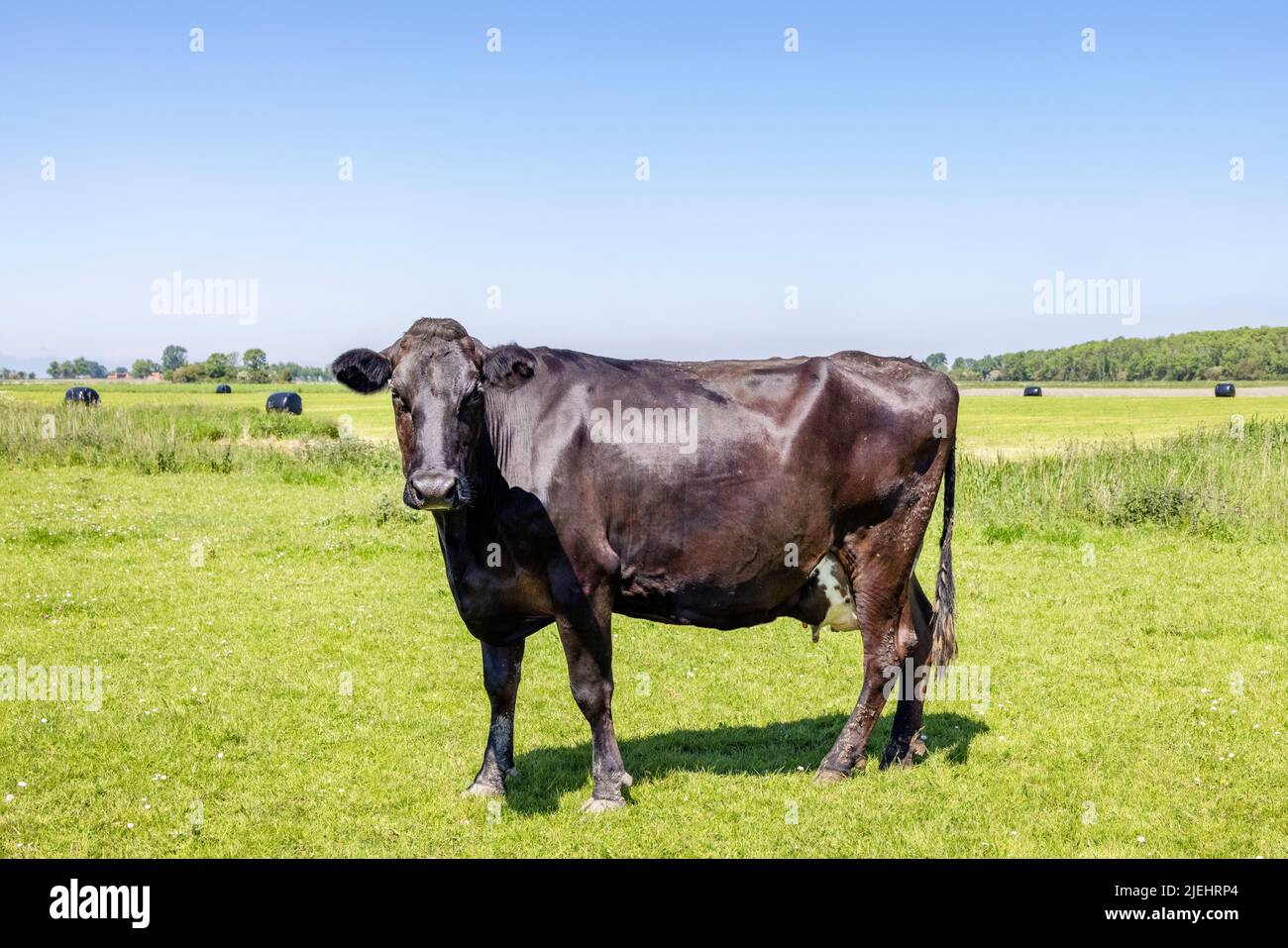 Black cow in a field, shiny coat and handsome, blue sky, horizon over ...