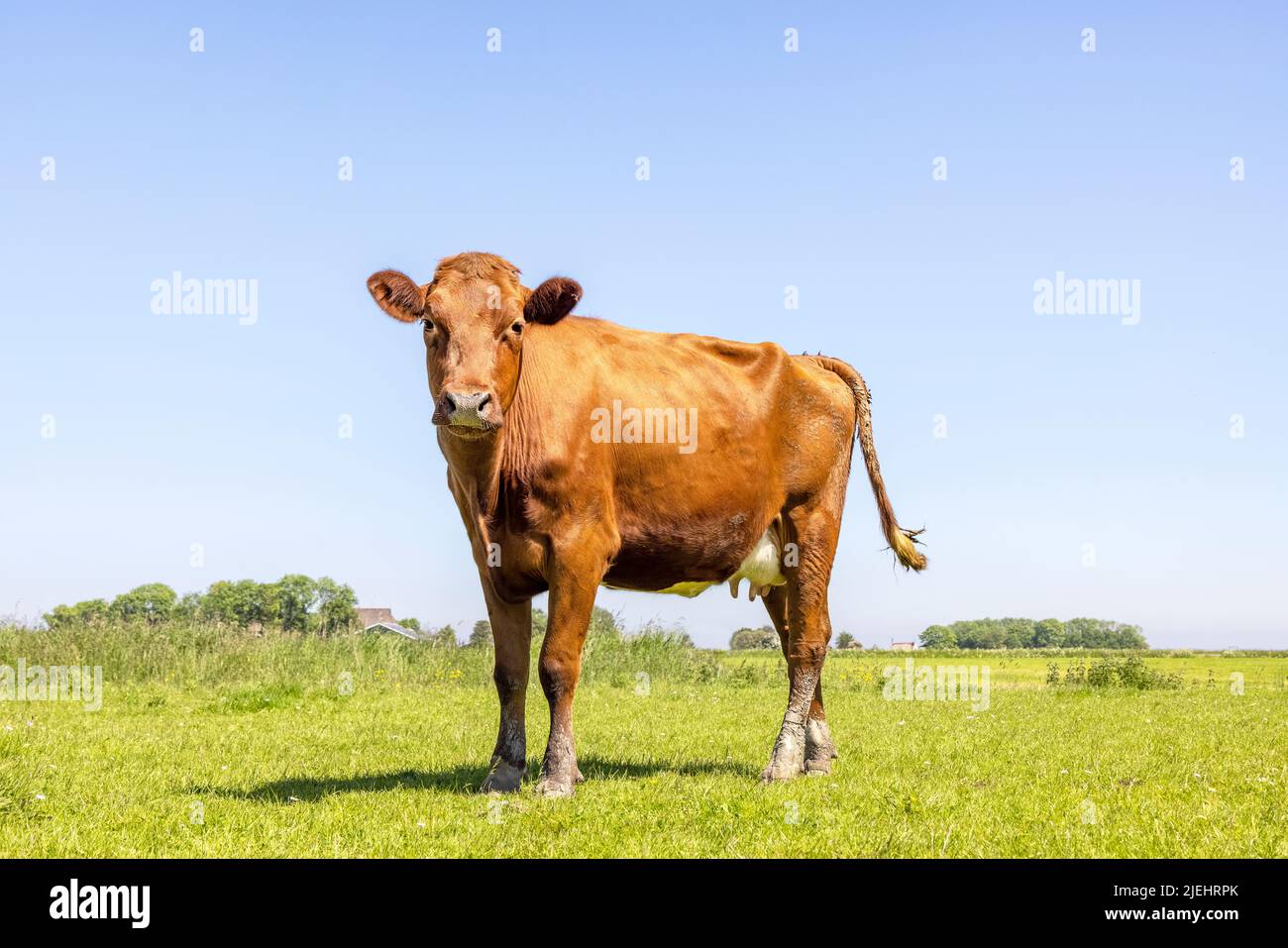 Red cow, portrait of brown caramel coloured bovine, standing in a green ...