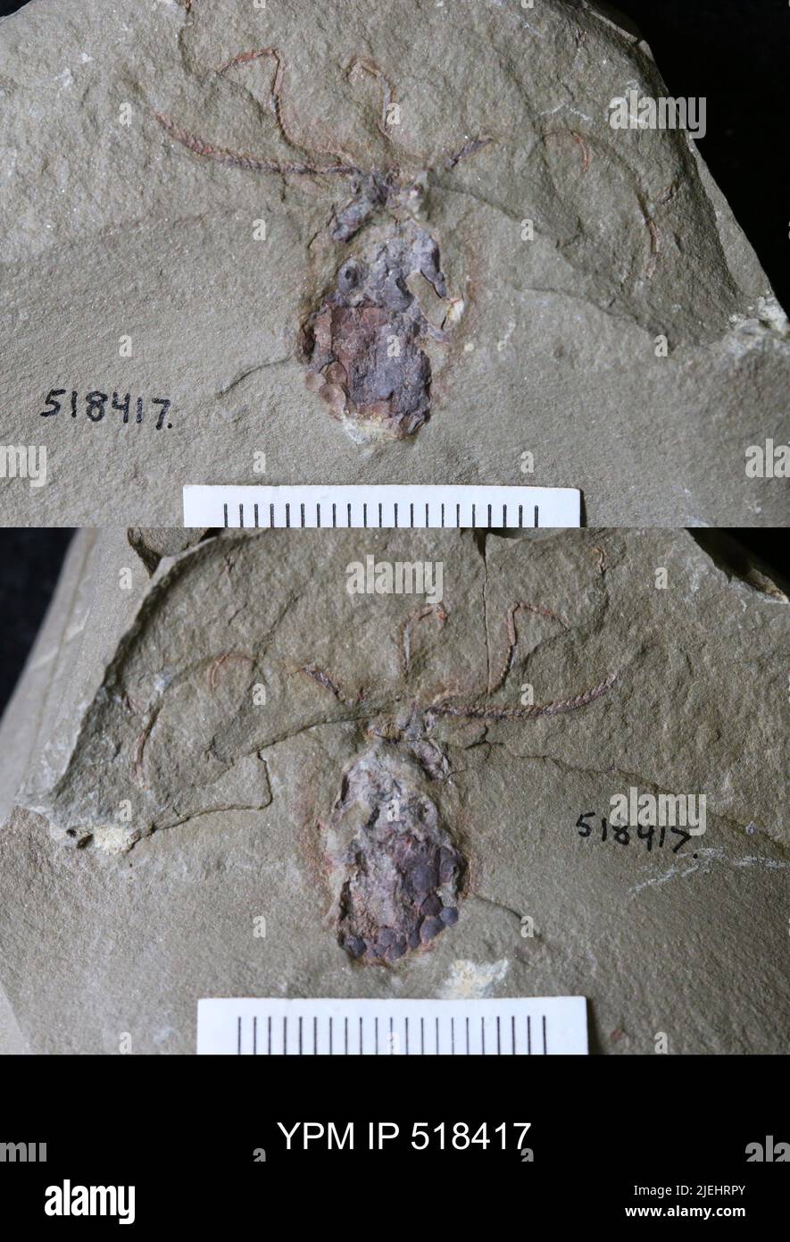 Eocrinoidea hi-res stock photography and images - Alamy