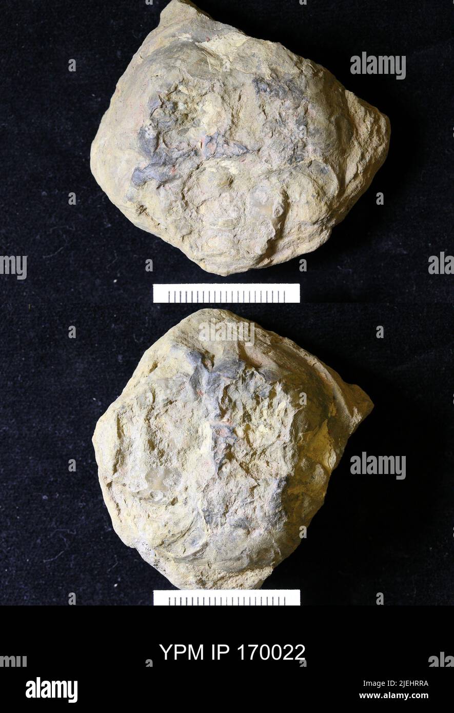 Paleolimulus signatus (Beecher Stock Photo - Alamy