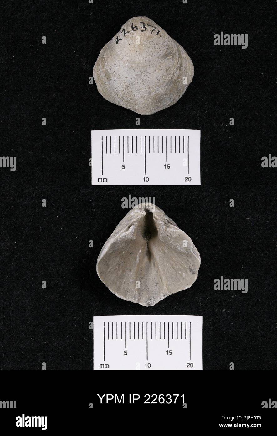 1928 animalia hi-res stock photography and images - Alamy