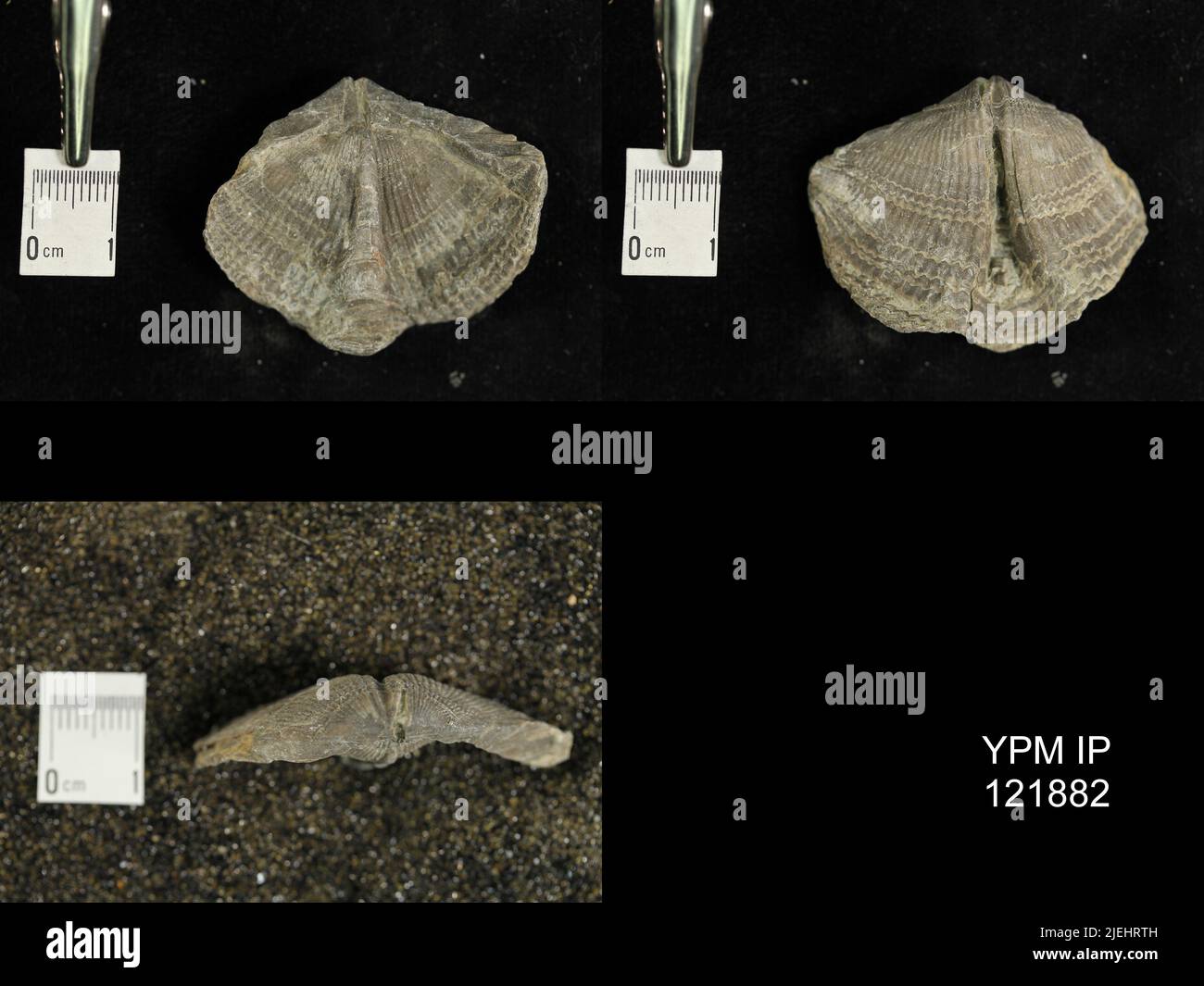 Mucrospirifer sp hi-res stock photography and images - Alamy