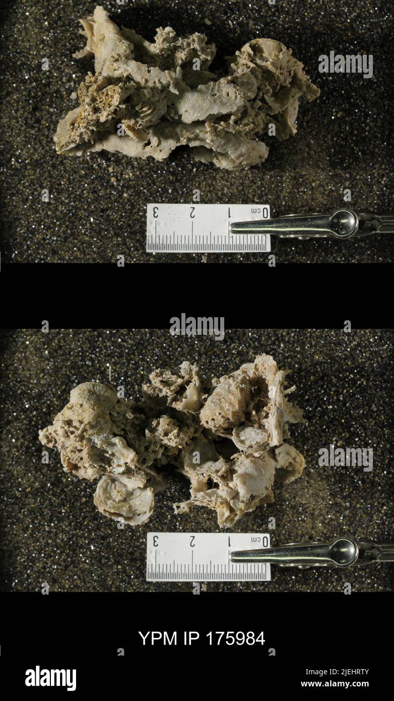 Neospirifer sp animalia hi-res stock photography and images - Alamy