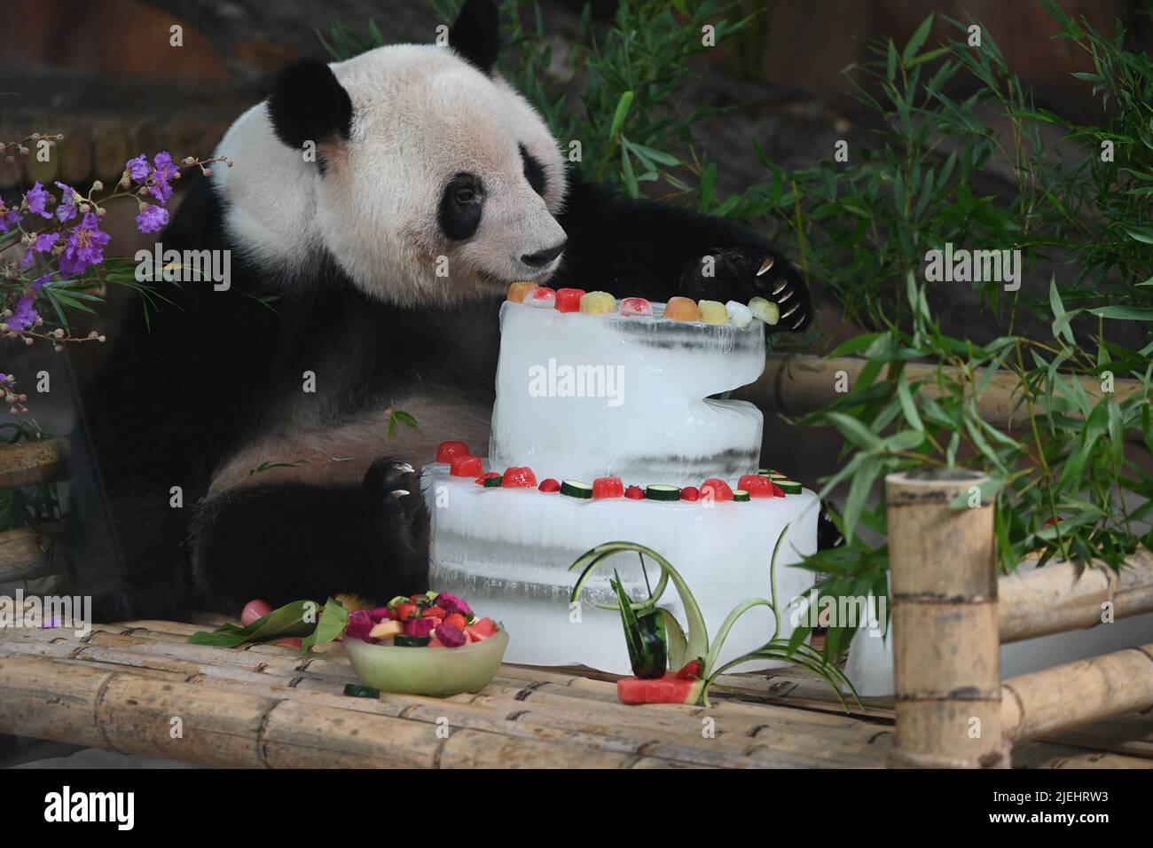 NANNING, CHINA - JUNE 27, 2022 - A giant panda birthday party was held ...